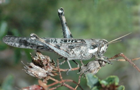 Gray Bird Grasshopper, Schistocerca nitens